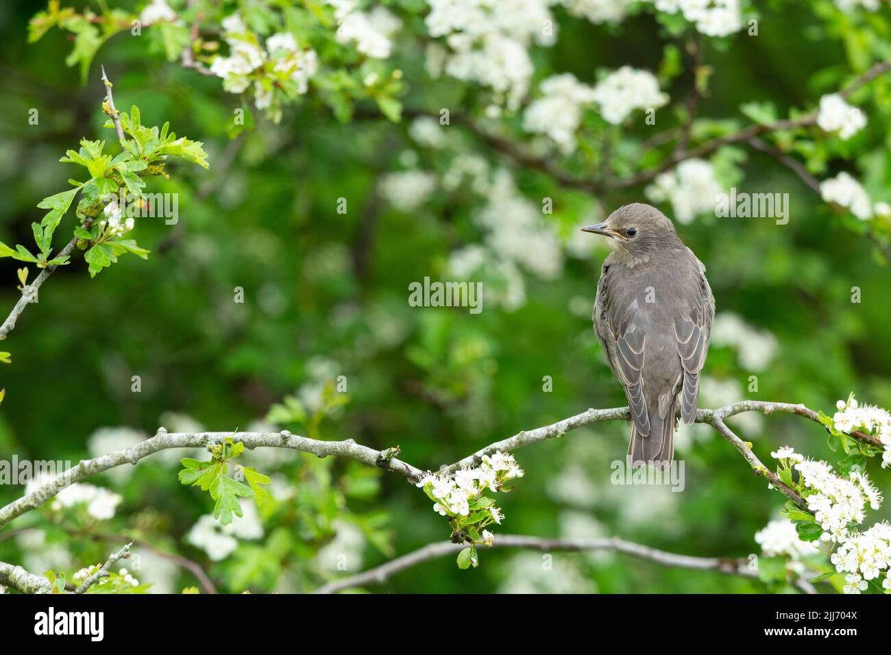 Common starling Sturnus vulgaris, juvenile perched in Common hawthorn ...