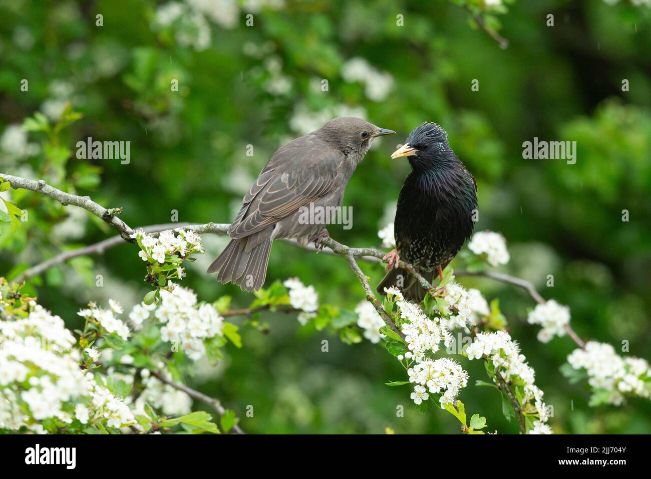 Common starling Sturnus vulgaris, adult & juvenile perched in Common ...