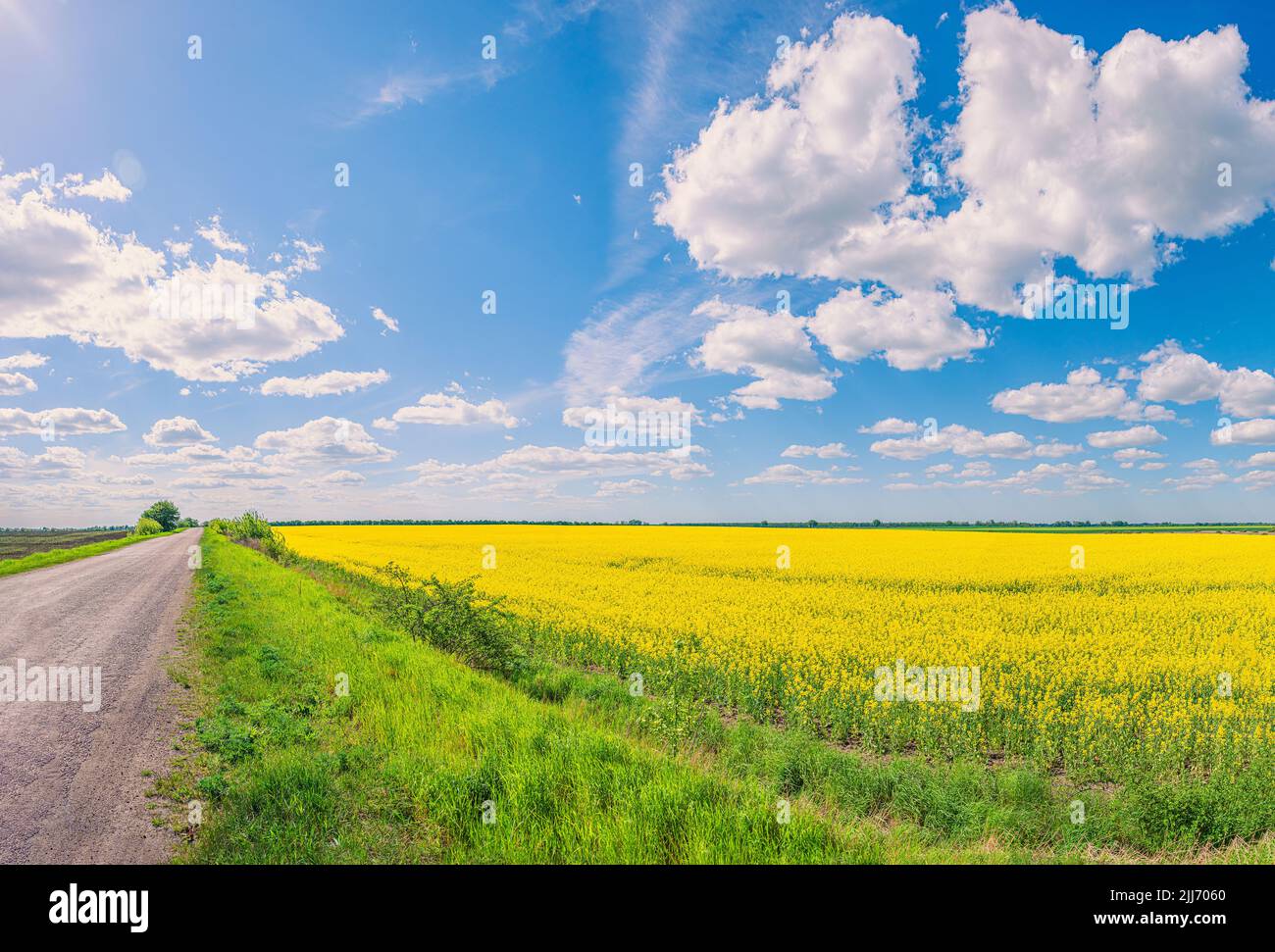 The road going through a sown field with yellow flowers under a blue ...