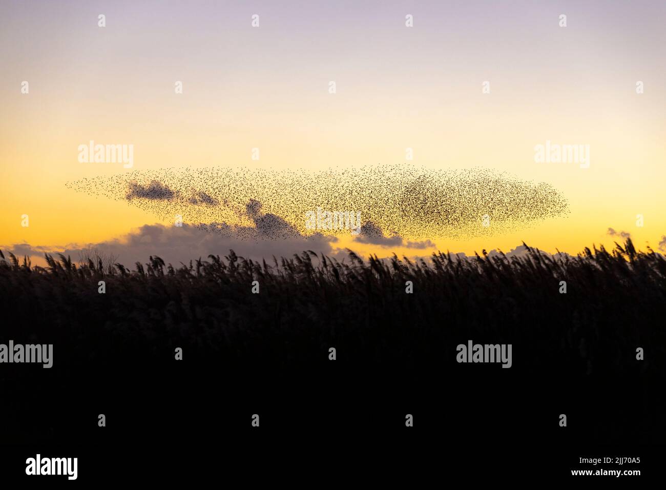 Common starling Sturnus vulgaris, murmurations, Weston-Super-Mare ...