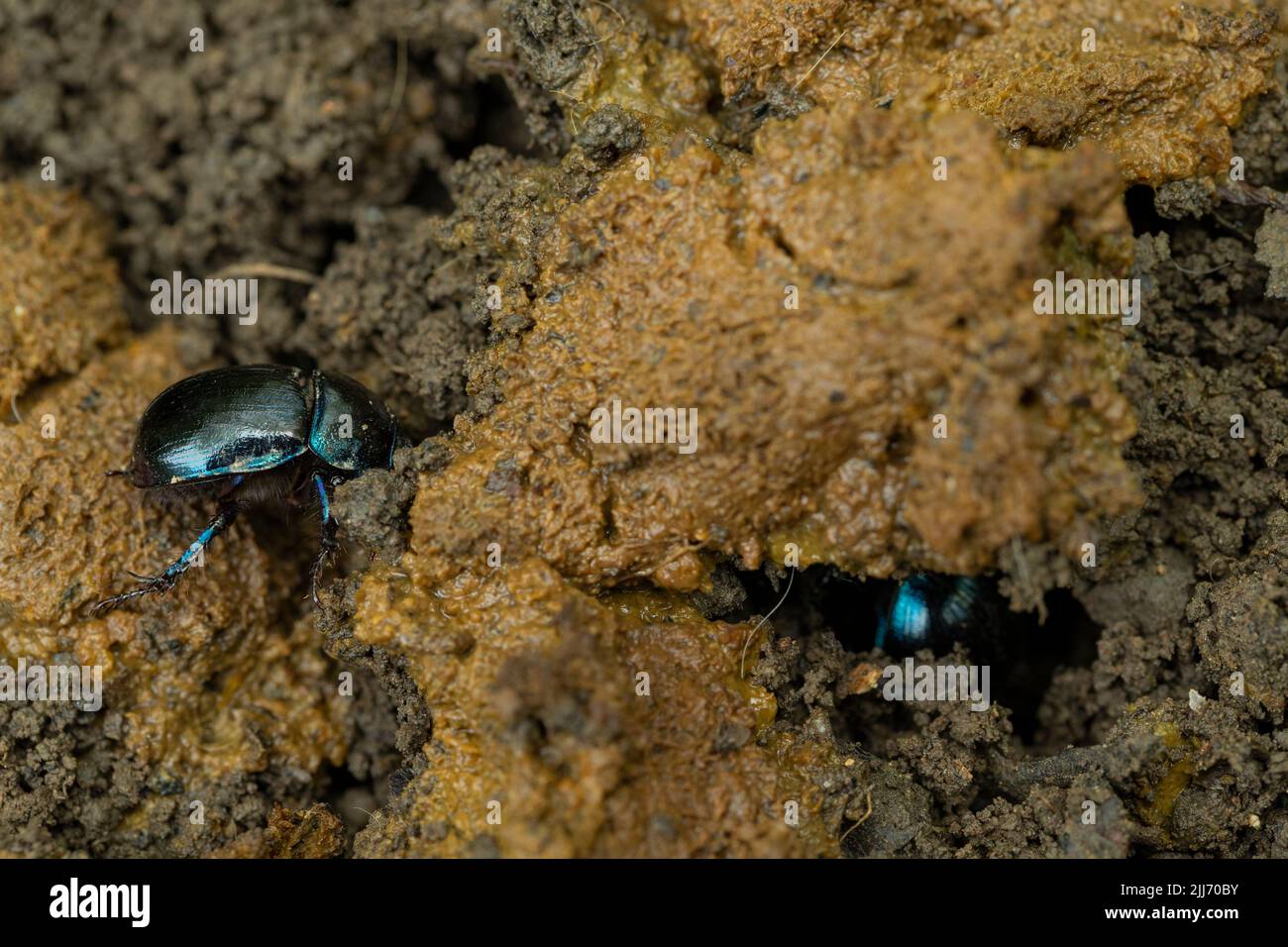 Dor beetle Geotrupes stercorarius, burying into droppings, Cinderford ...