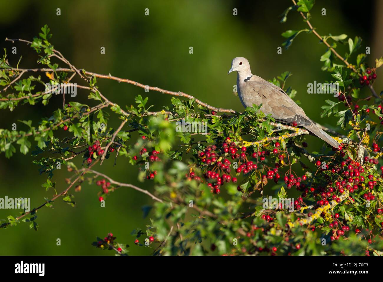 Eurasian collared dove Streptopelia decaocto, adult perched in fruiting ...