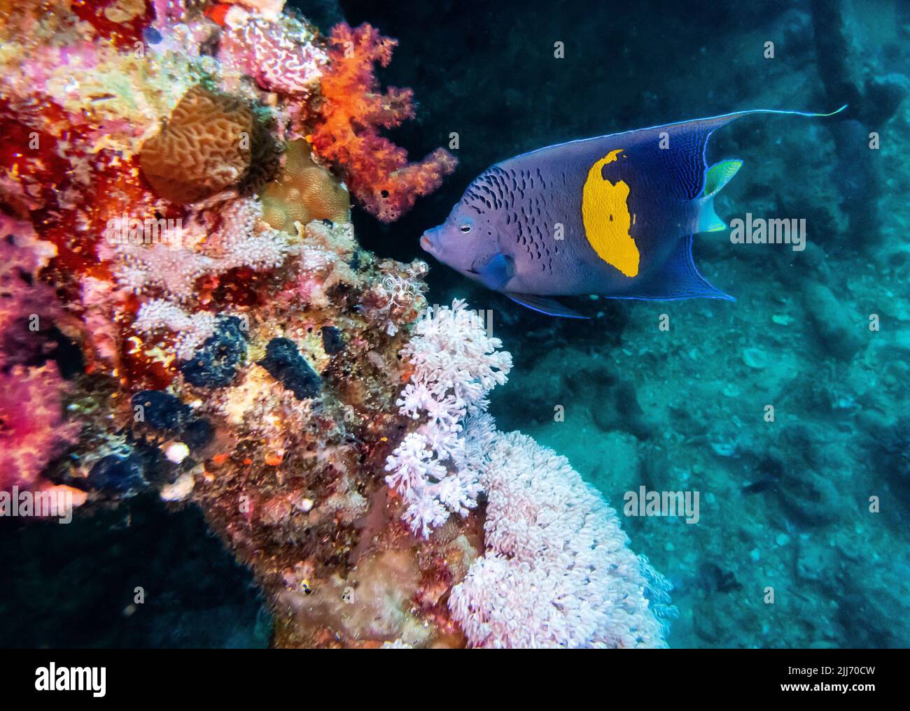 Yellowbar angelfish coral reef hi-res stock photography and images - Alamy