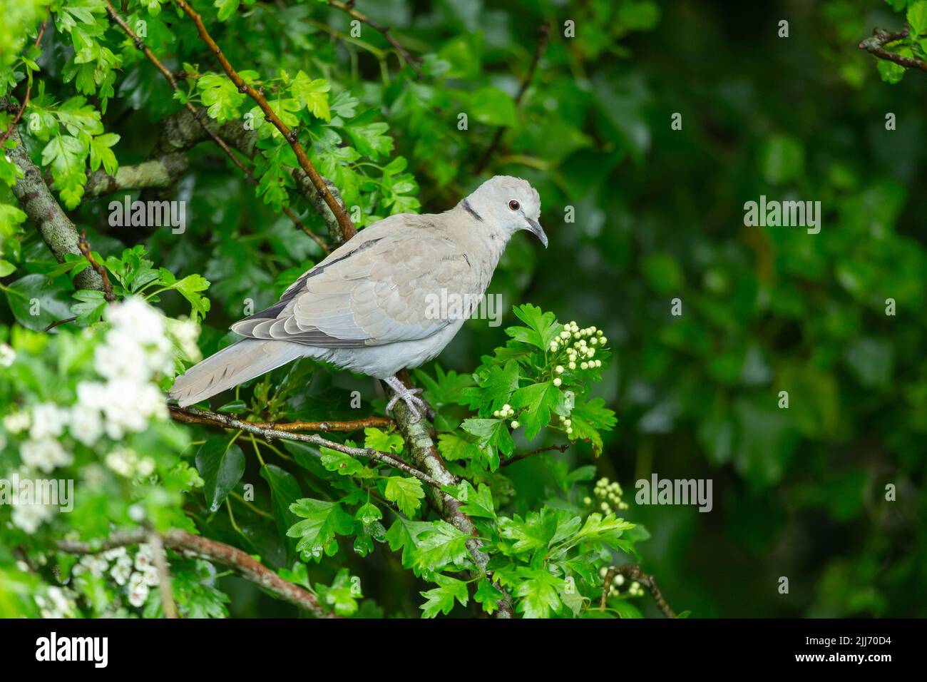 Dove in hawthorn hi-res stock photography and images - Alamy