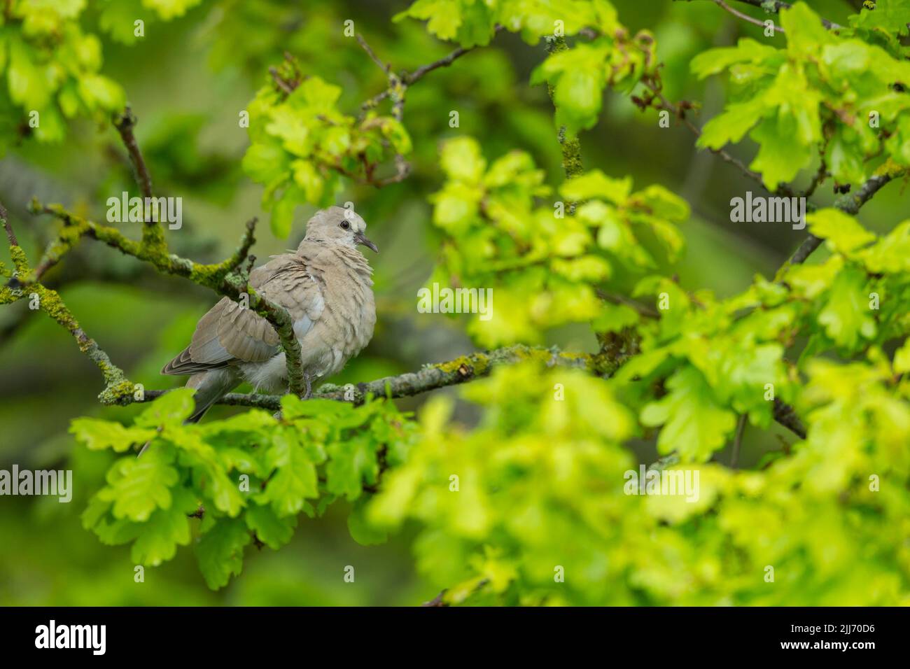 Eurasian collared dove Streptopelia decaocto, juvenile perched in ...