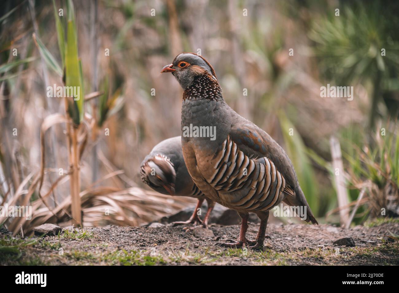 The close-up of Grey partridge birds in the green field Stock Photo - Alamy