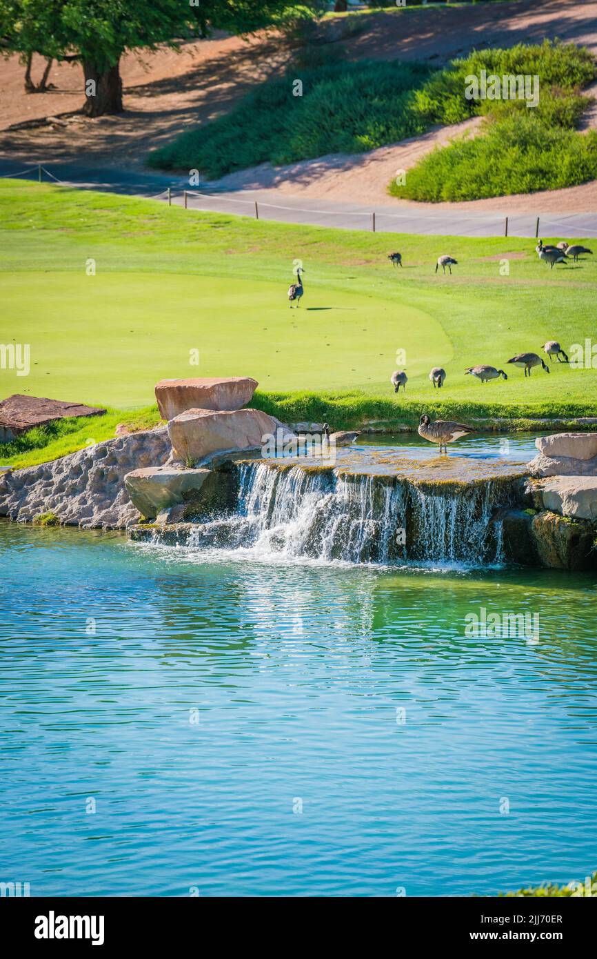 Golf course duck hi-res stock photography and images - Alamy