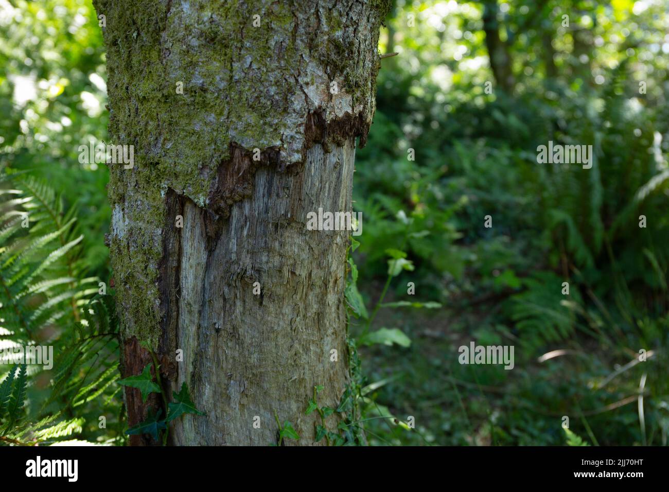 European beaver Castor fiber, evidence of tree felling, Woodland Valley ...