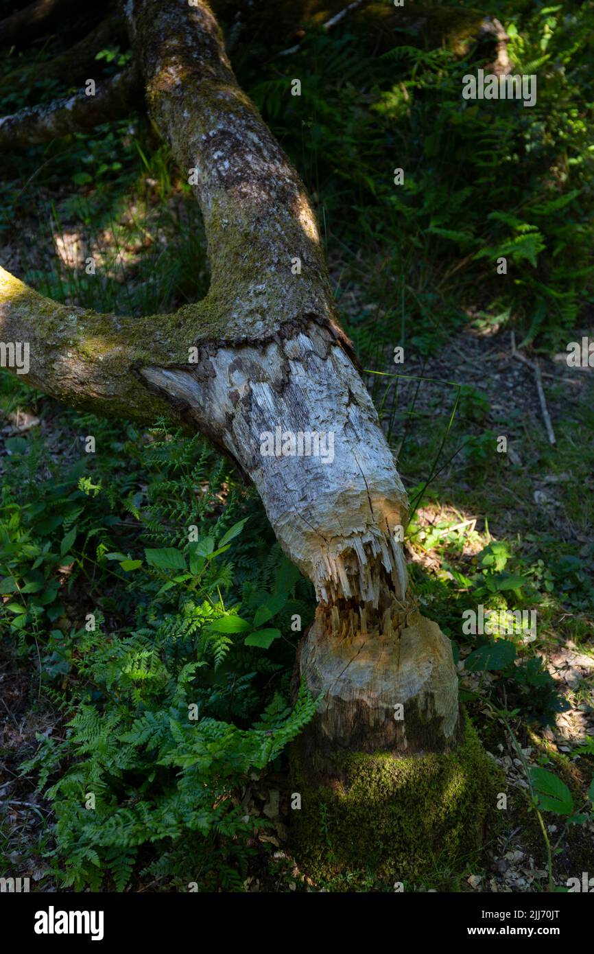 European beaver Castor fiber, evidence of tree felling, Woodland Valley ...