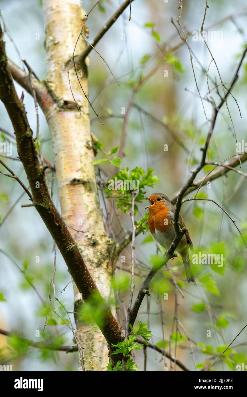 European robin Erithacus rubecula, adult singing from Silver birch ...