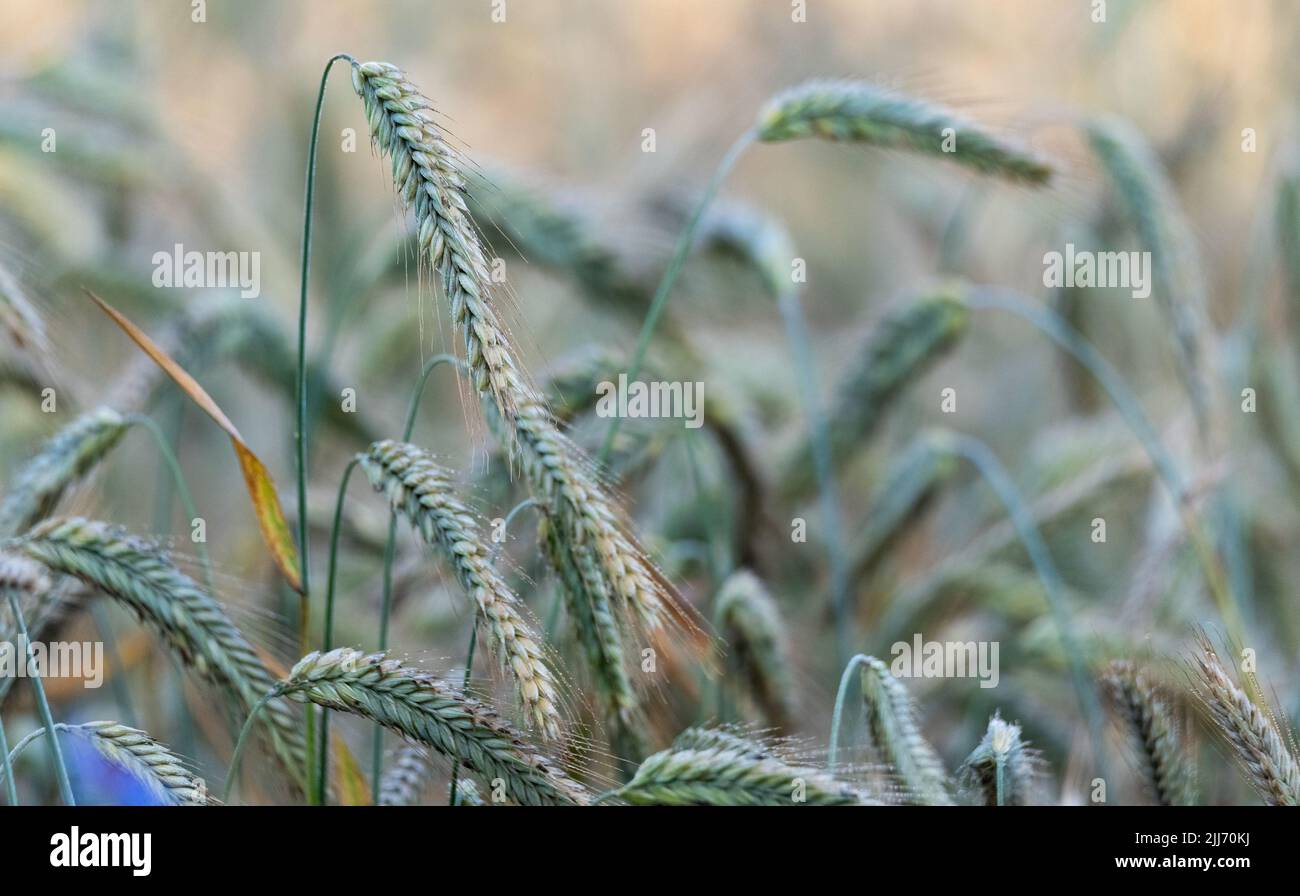 Rye ears in the sun. Cereal ripening in the field. Cultivation of grain ...