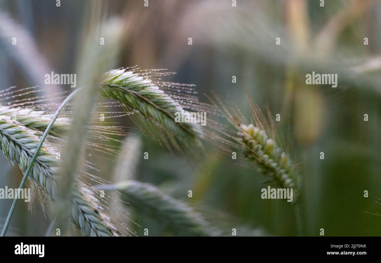 Rye ears in the sun. Cereal ripening in the field. Cultivation of grain ...