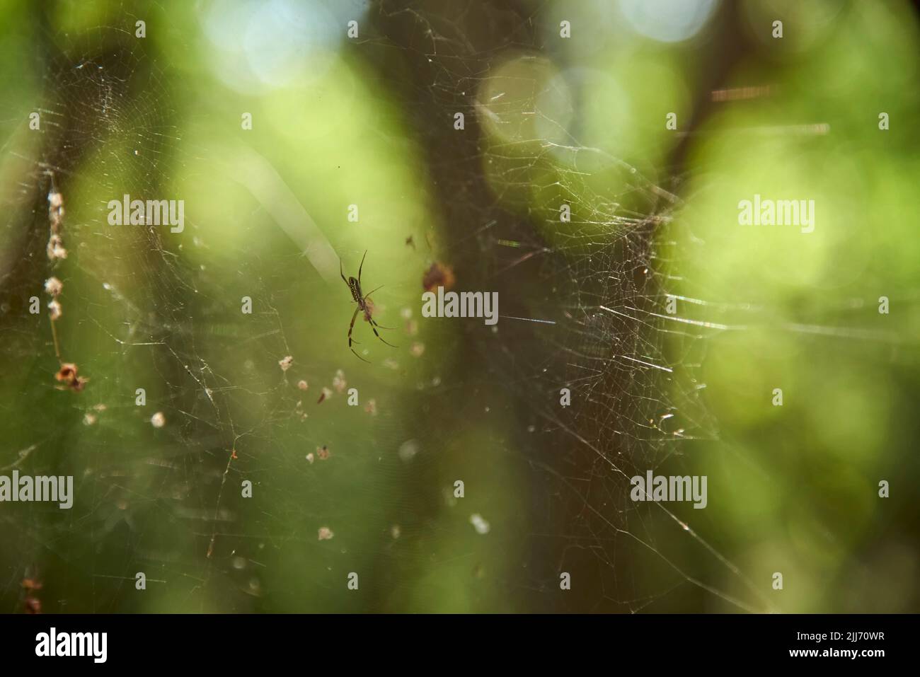 Trichonephila clavipes, formerly Nephila clavipes, commonly known as ...