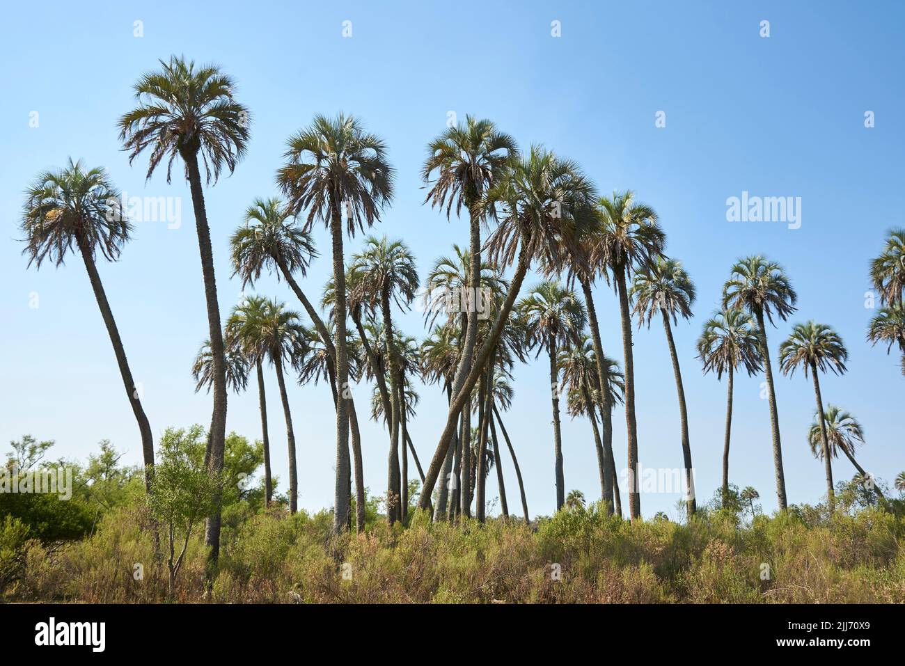 El Palmar National Park, in Entre Rios, Argentina, a protected area ...
