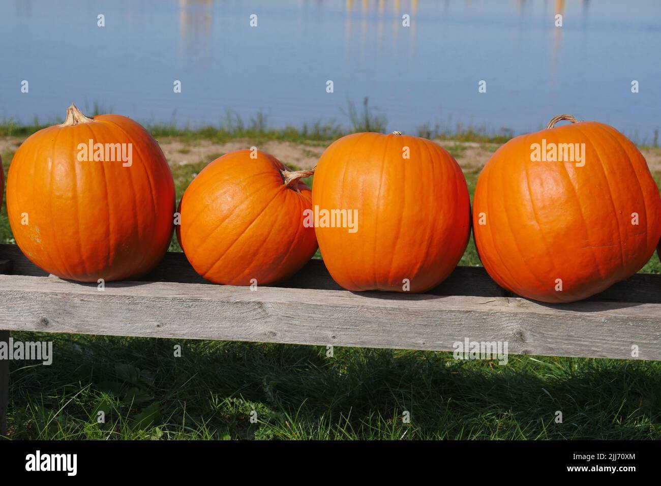 Four spherical orange-colored pumpkins, presented decoratively on a ...