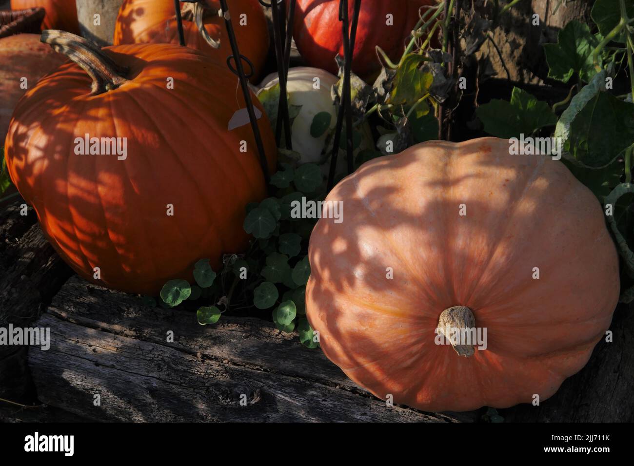 Spherical fruits hi-res stock photography and images - Alamy
