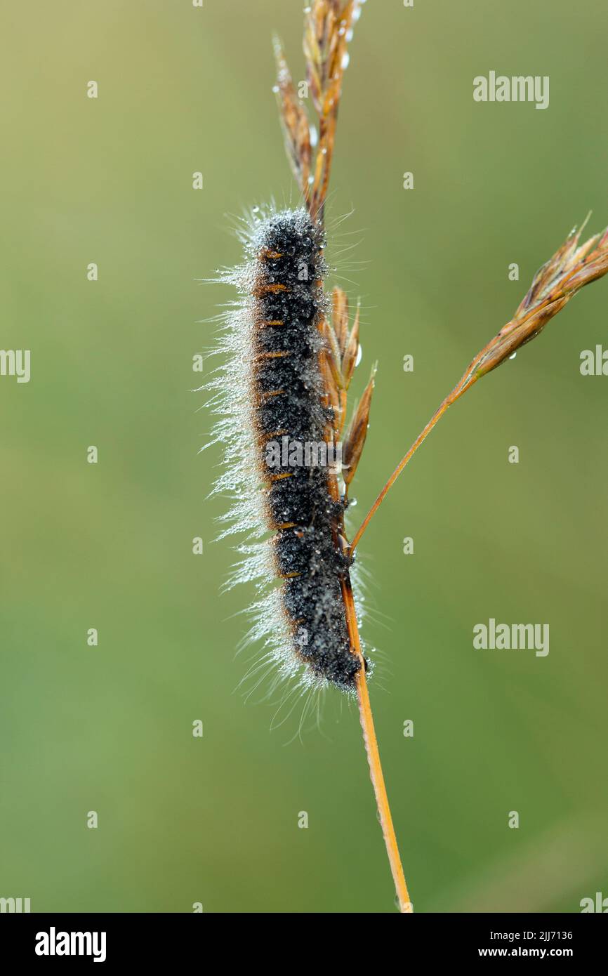 Fox moth Macrothylacia rubi, larva on grass stem, Priddy Mineries ...