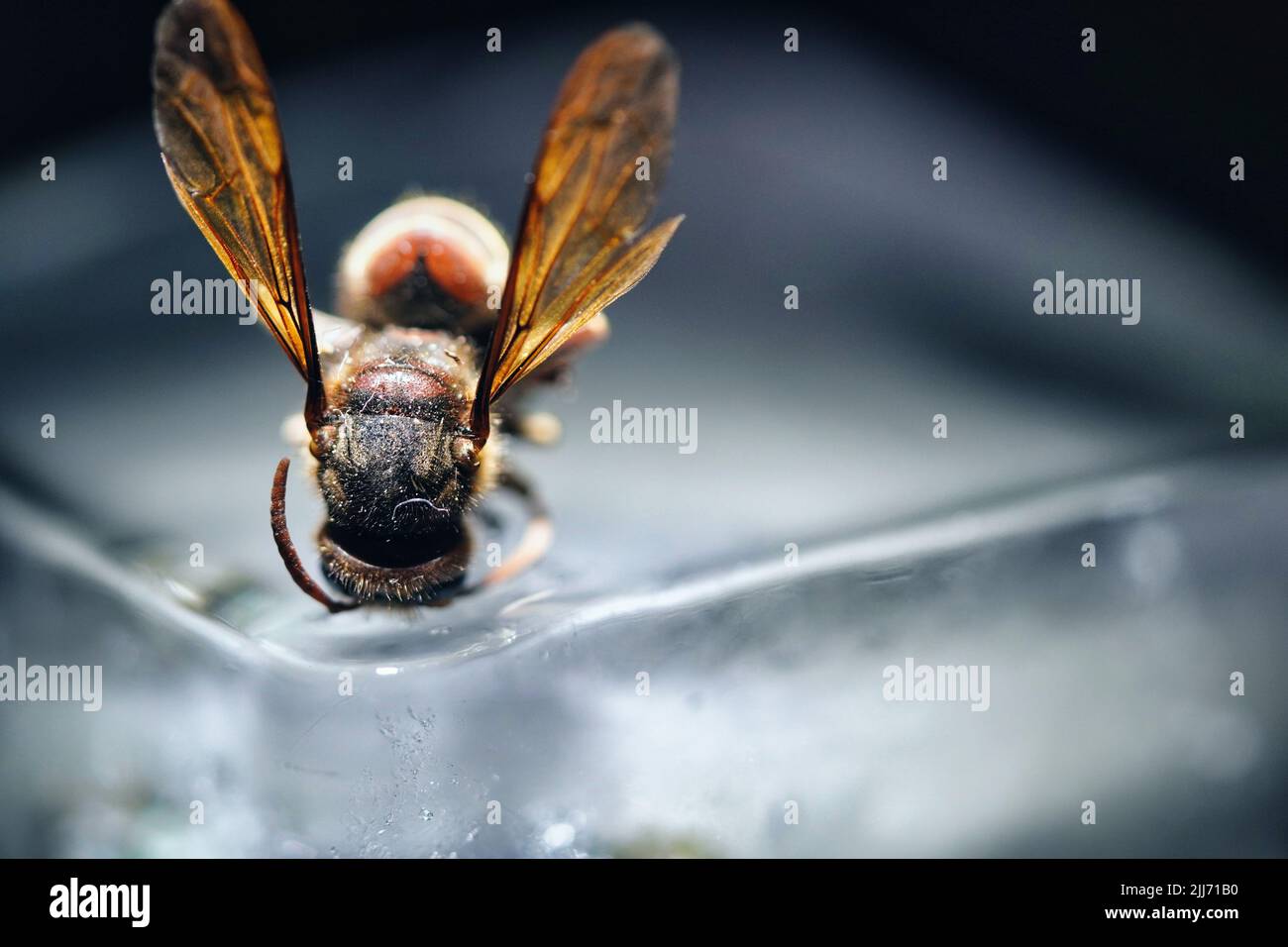Ice bee hi-res stock photography and images - Alamy