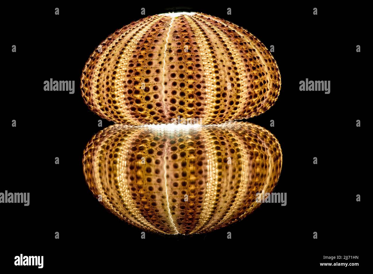 An internally lit sea urchin shell reflected on glass isolated on a ...