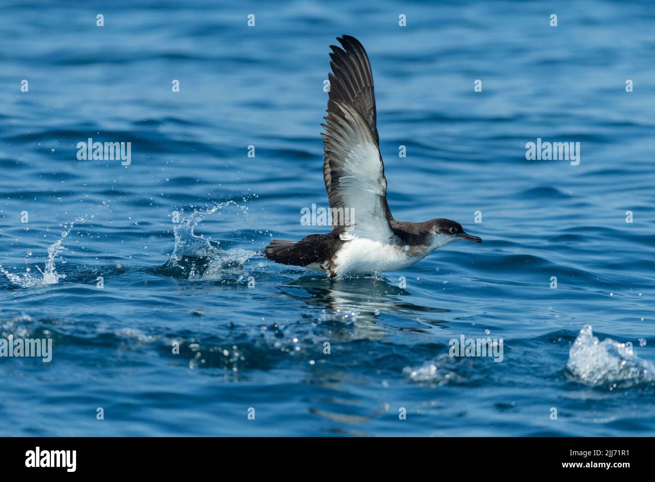 Manx shearwater uk summer hi-res stock photography and images - Alamy