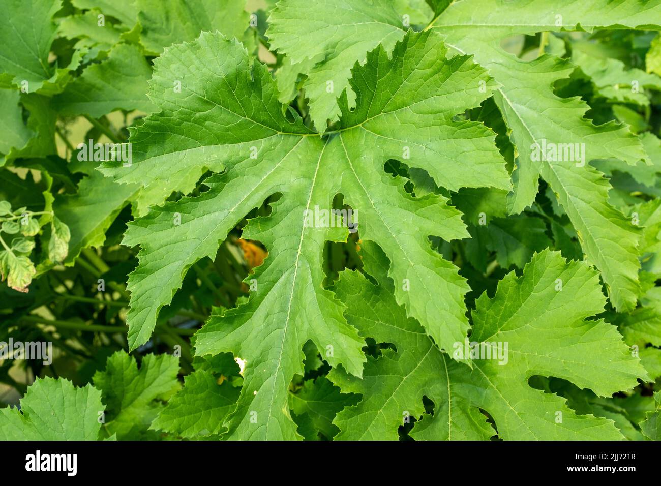 Zuchini plant, close-up. Background from vegetable marrow bush for ...