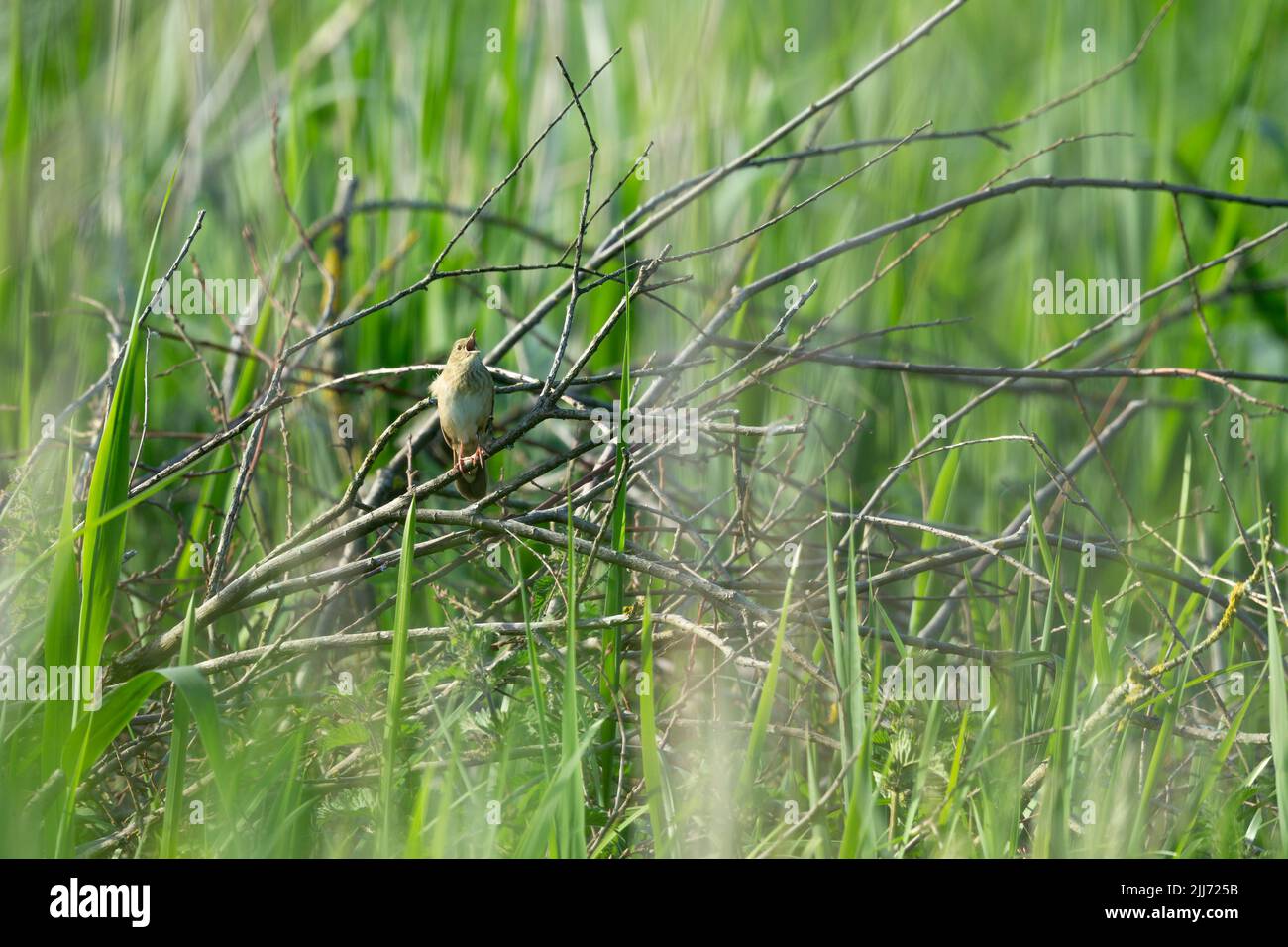 River warbler Locustella fluviatilis, perched in dense scrub, Ham Wall ...