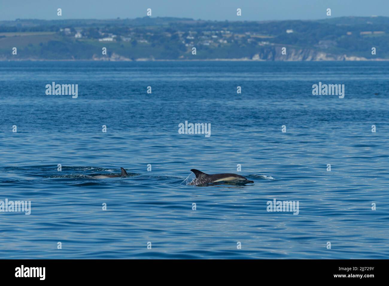 Short beaked common dolphin uk hi-res stock photography and images - Alamy