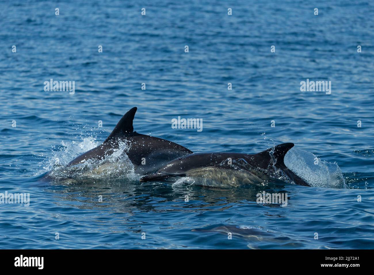 Short-beaked common dolphin Delphinus delphis, adults swimming ...