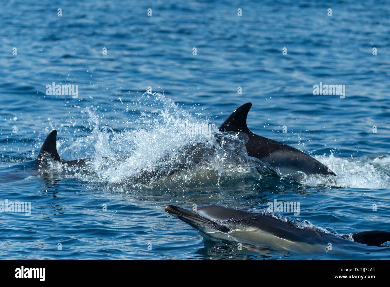 Short-beaked common dolphin Delphinus delphis, adults swimming, Falmouth Bay, Cornwall, UK, July ...