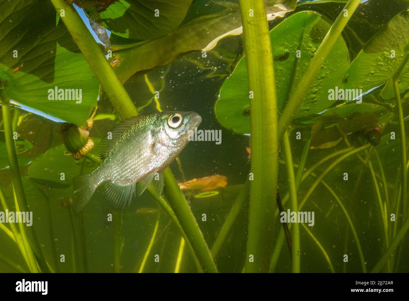 Juvenile bluegill (Lepomis macrochirus), a common freshwater fish in ...