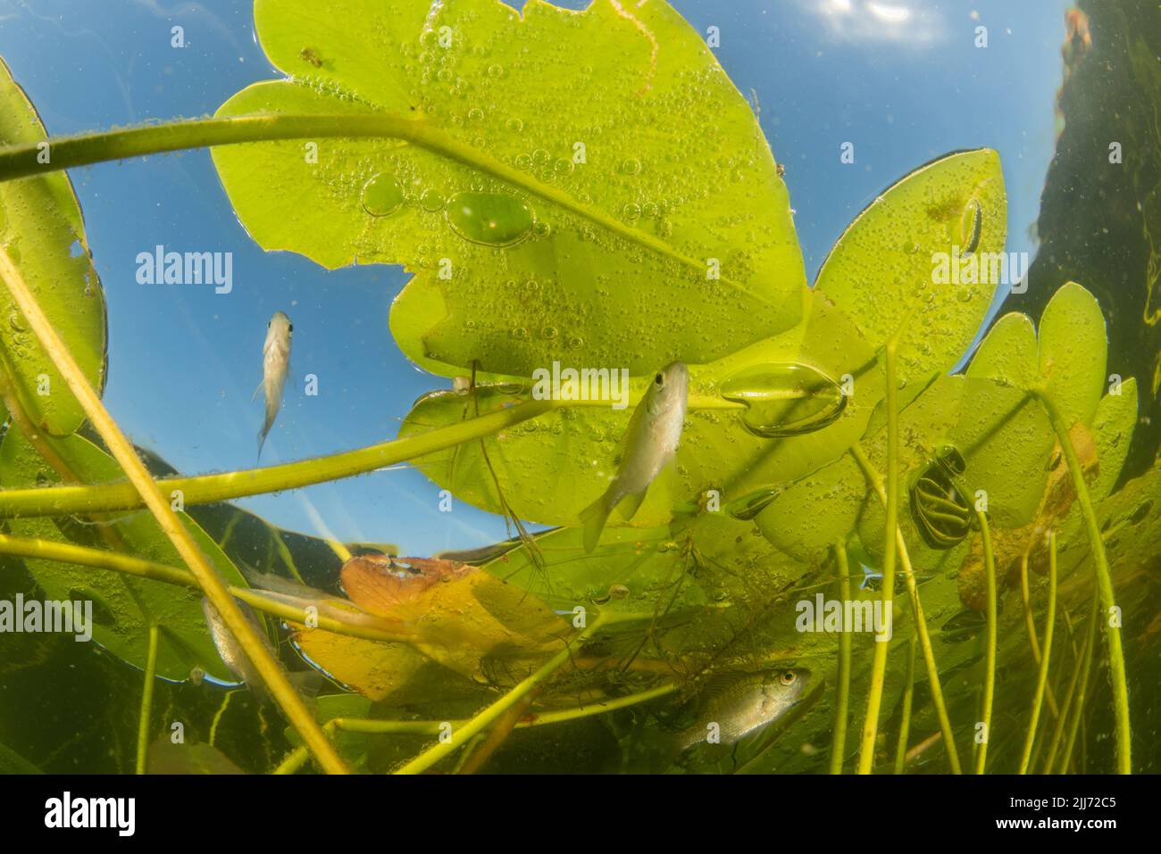 Juvenile bluegill (Lepomis macrochirus), a common freshwater fish in ...