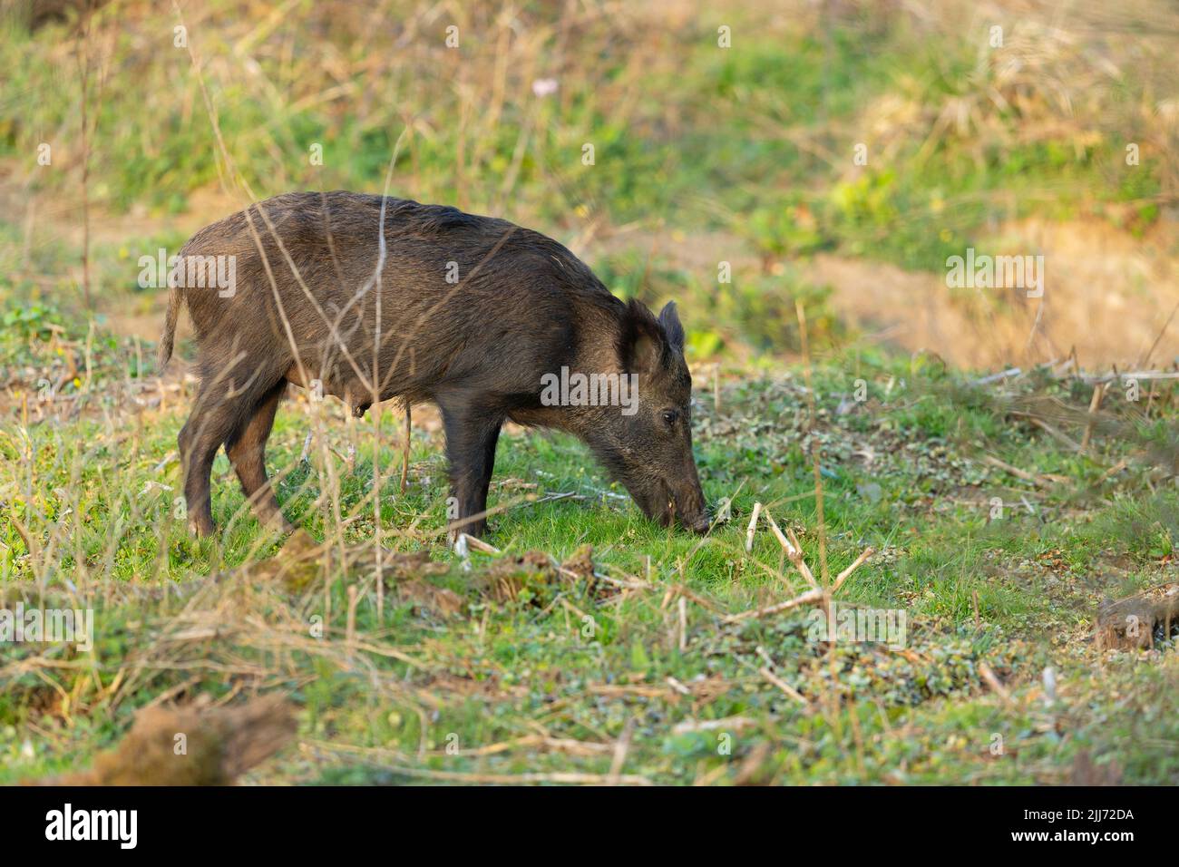 Wild boar Sus scrofa, adult female foraging, Cinderford Linear Park ...