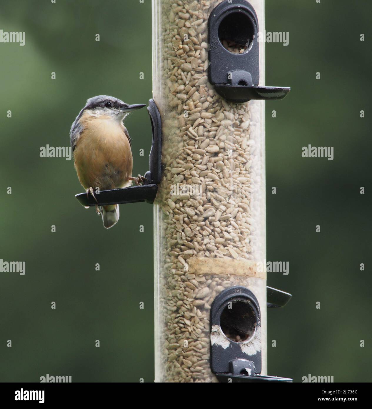 Nuthatch (sitta europaea) on a bird feeder in Cheshire, UK Stock Photo ...