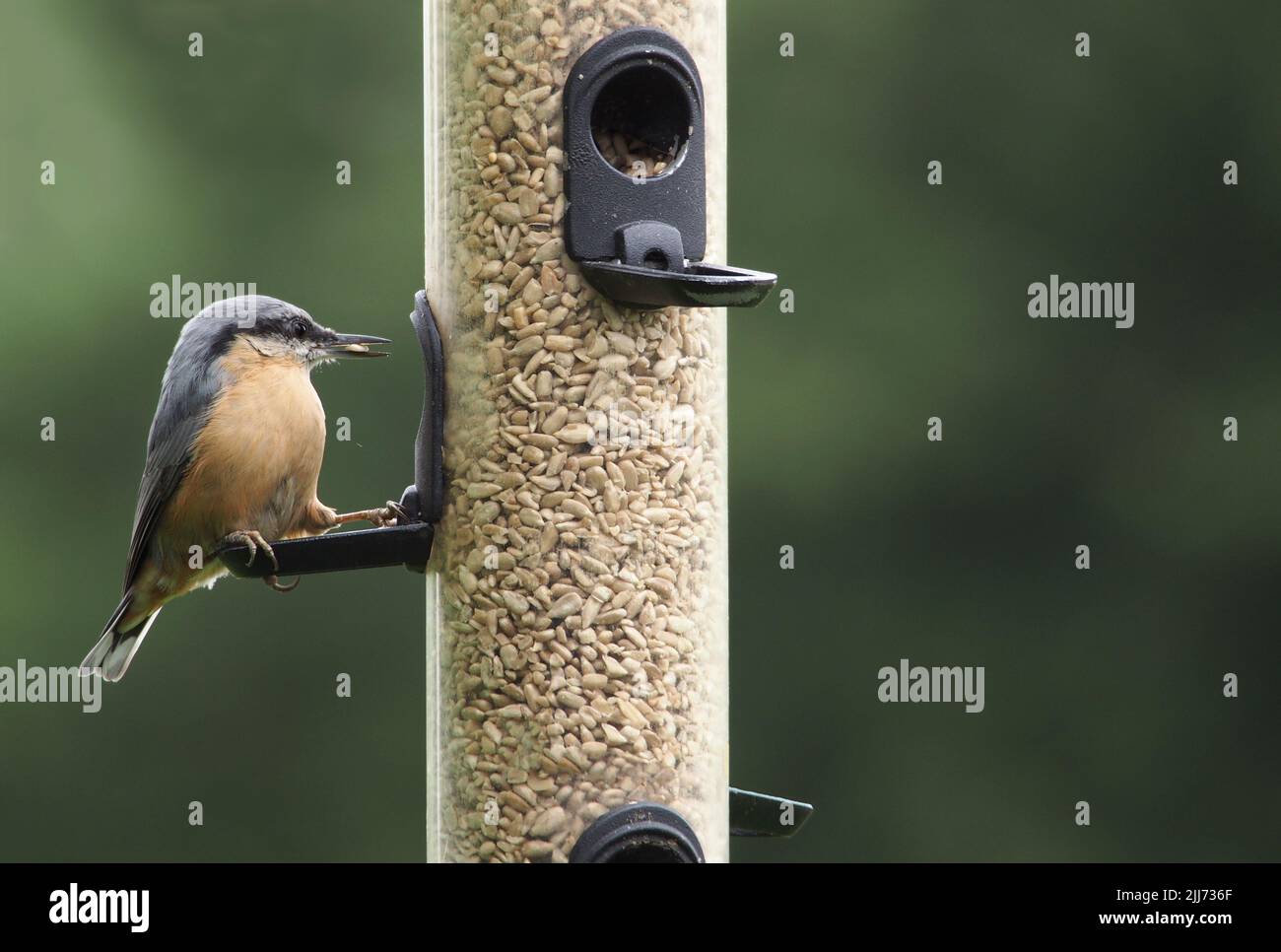 Nuthatch (sitta europaea) on a bird feeder in Cheshire, UK Stock Photo ...