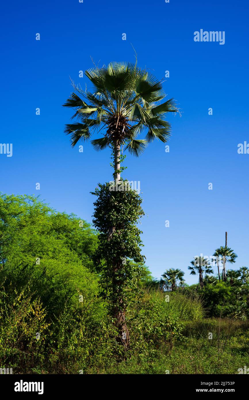 climbing plant on a carnauba tree (copernicia prunifera Stock Photo - Alamy