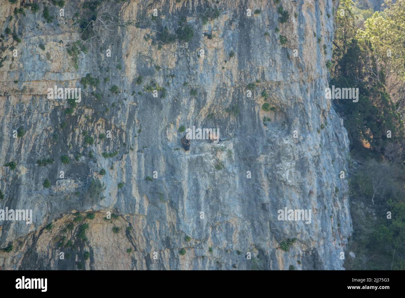 Griffon vultures, Eurasion griffons (Gyps fulvus) resting on canyon ...