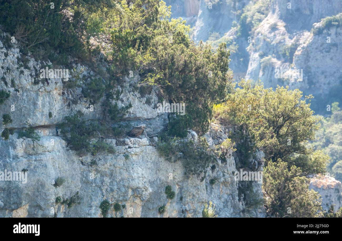 Griffon vultures, Eurasion griffons (Gyps fulvus) resting on canyon ...
