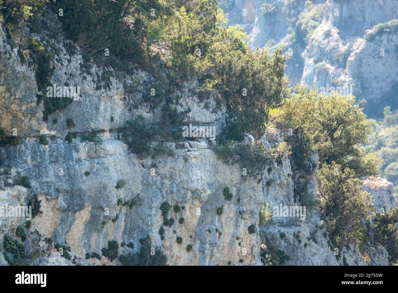 Griffon vultures, Eurasion griffons (Gyps fulvus) resting on canyon ...