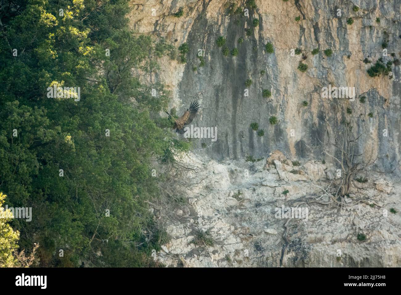 Griffon vultures, Eurasion griffons (Gyps fulvus) resting on canyon ...