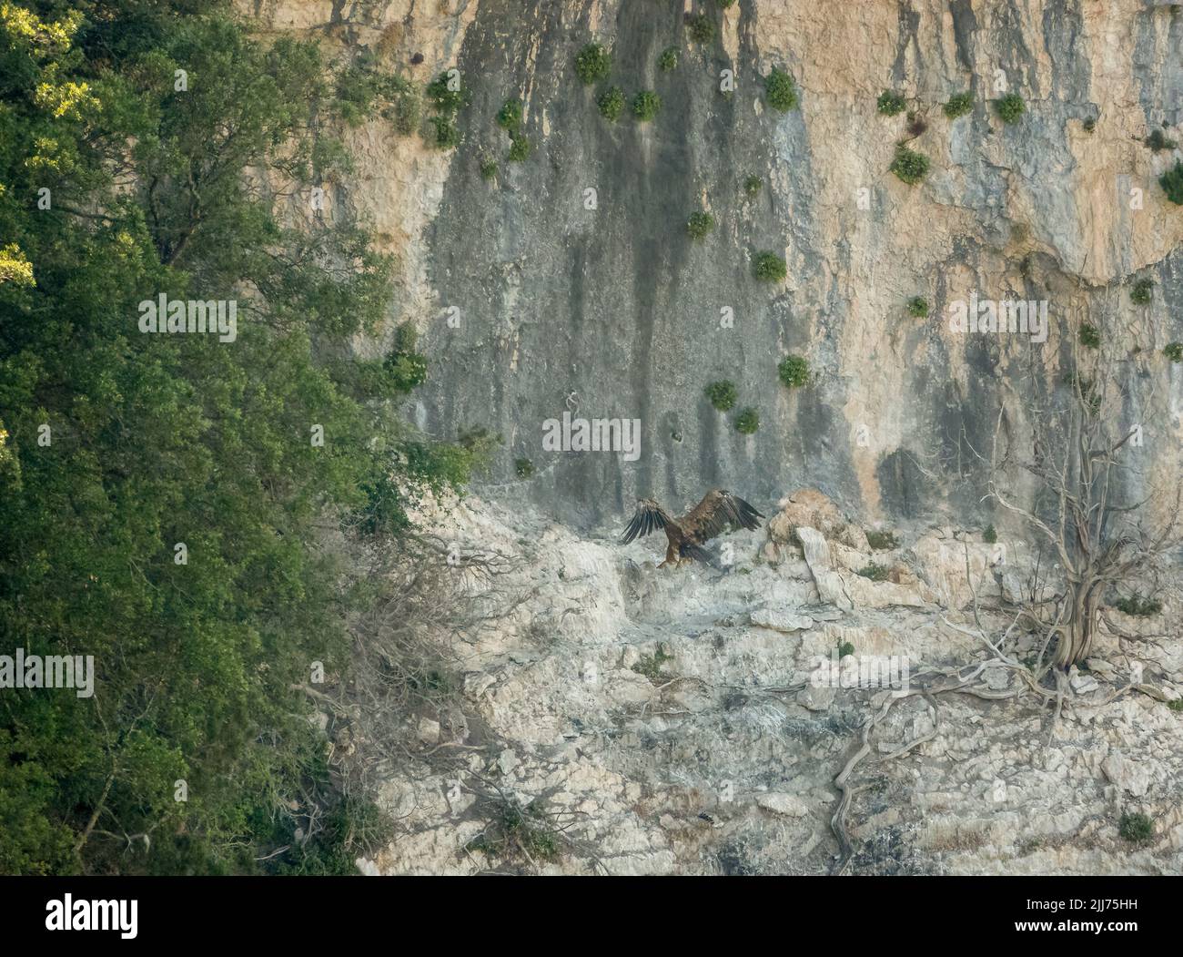 Griffon vultures, Eurasion griffons (Gyps fulvus) resting on canyon ...
