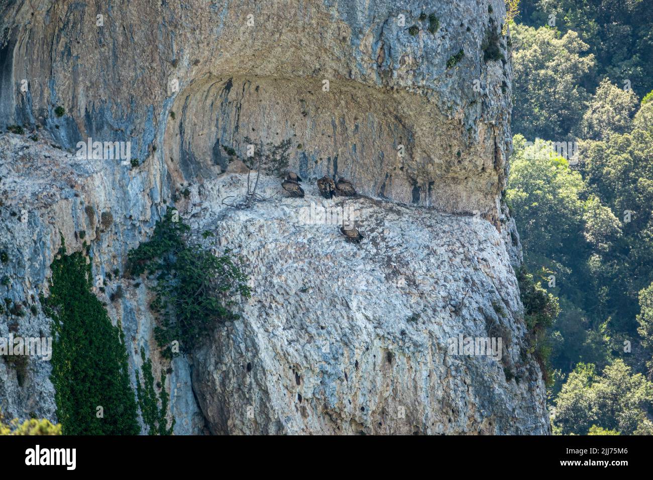 Griffon vultures, Eurasion griffons (Gyps fulvus) resting on canyon ...