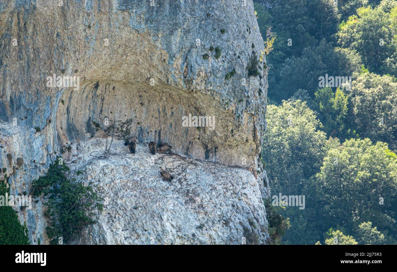 Griffon vultures, Eurasion griffons (Gyps fulvus) resting on canyon ...