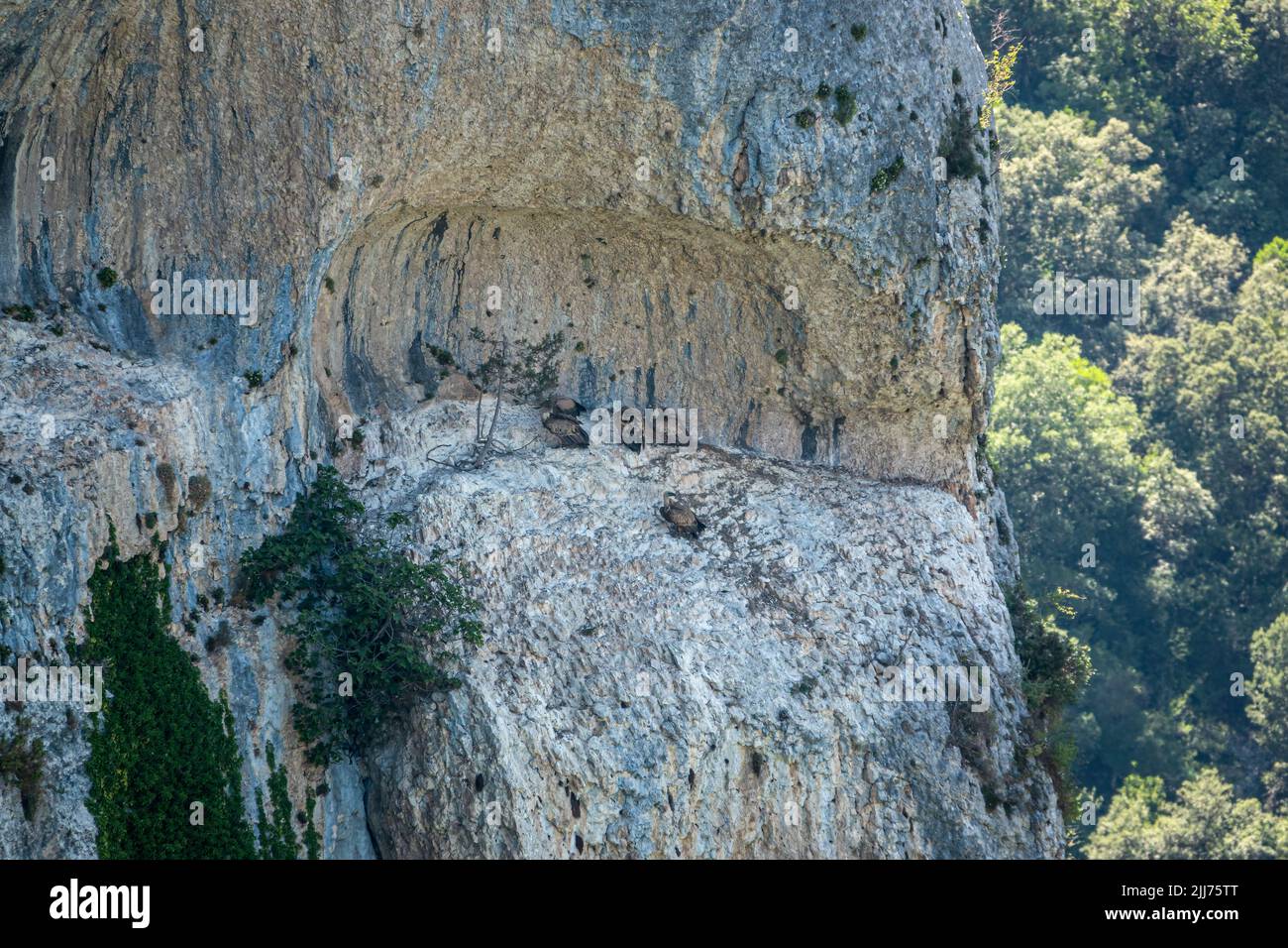 Griffon vultures, Eurasion griffons (Gyps fulvus) resting on canyon ...