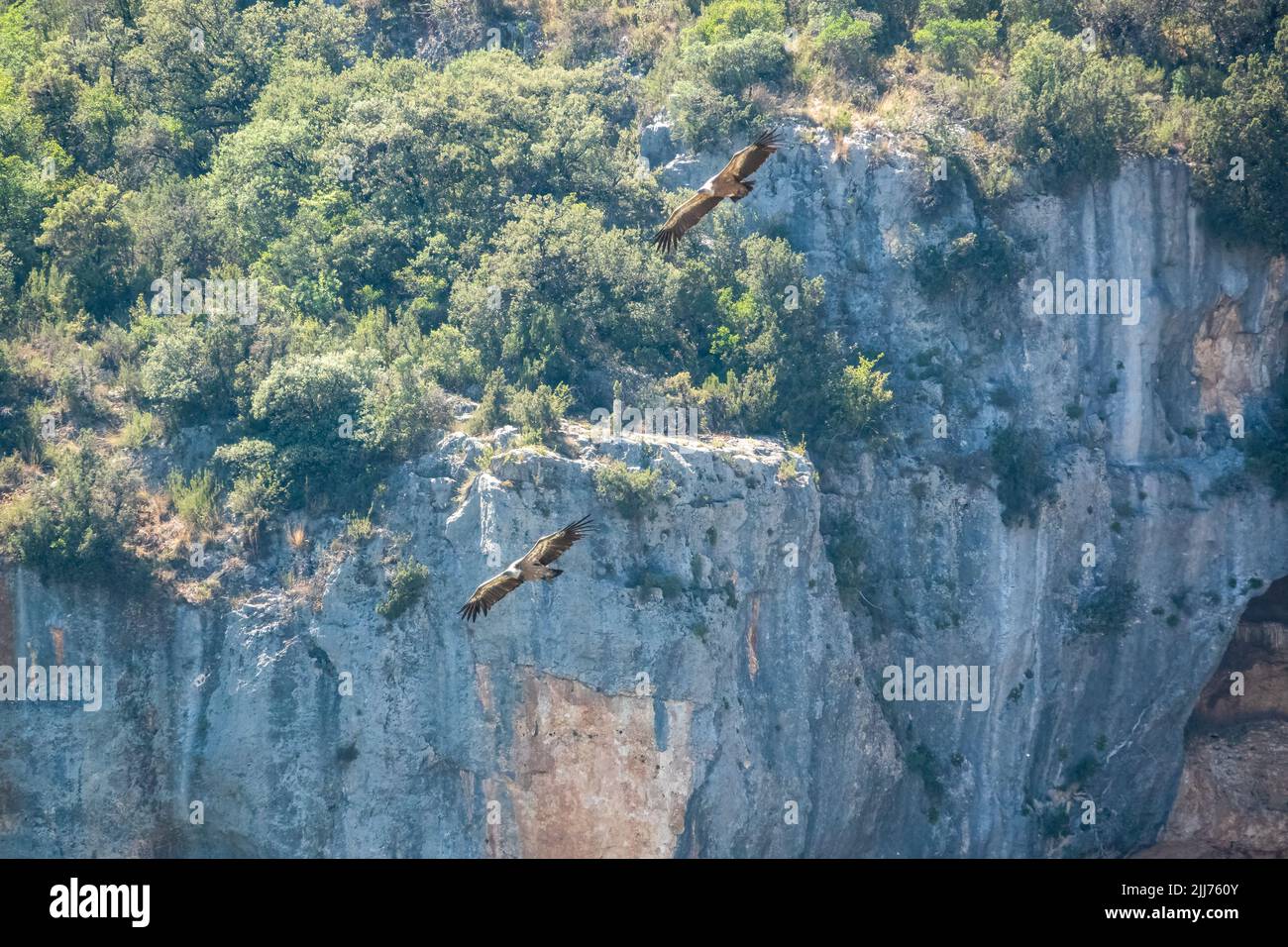 detailed close up of a pair of Griffon vultures, Eurasion griffons ...