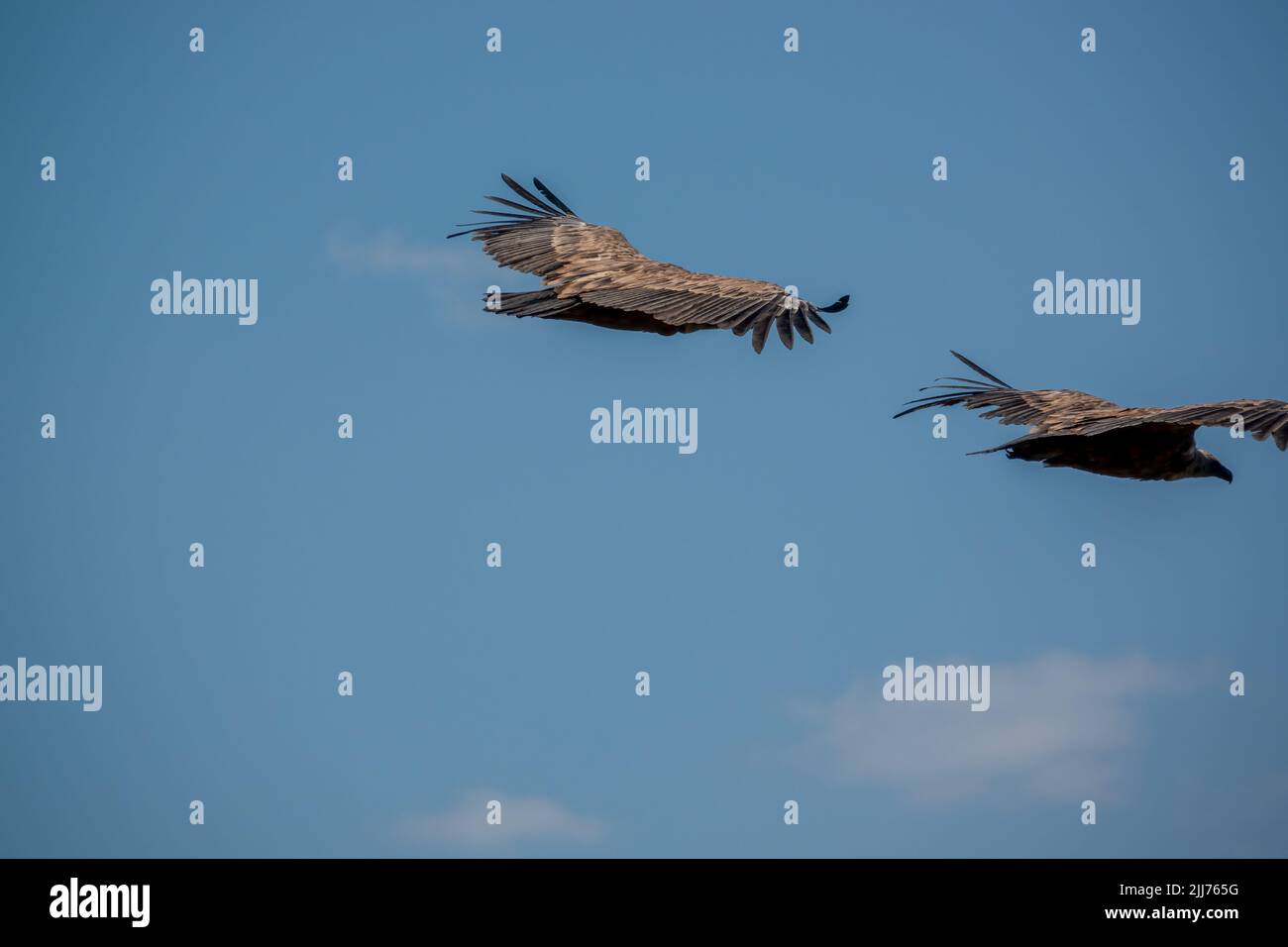 detailed close up of a pair of Griffon vultures, Eurasion griffons ...