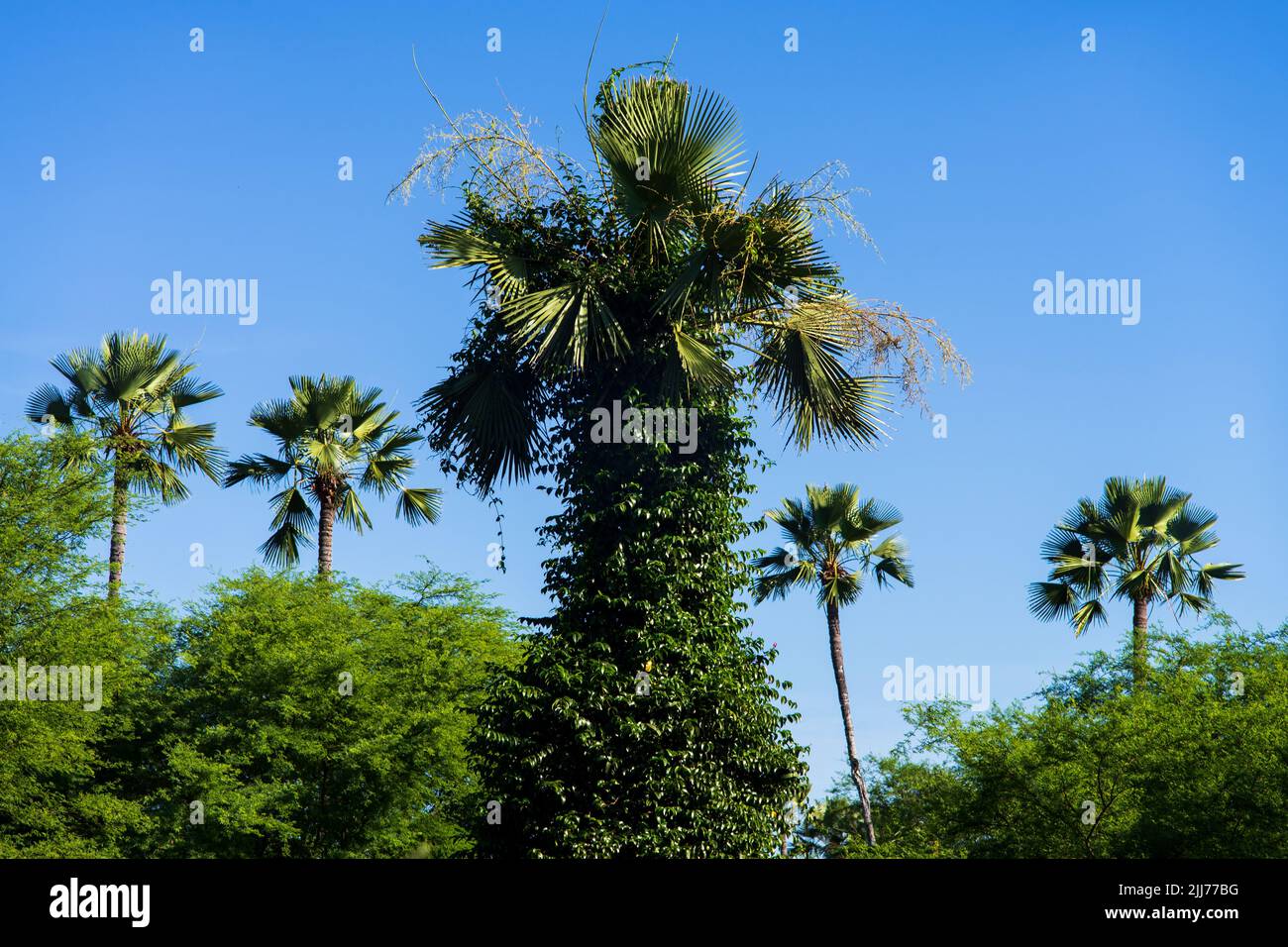 climbing plant on a carnauba tree (copernicia prunifera Stock Photo - Alamy