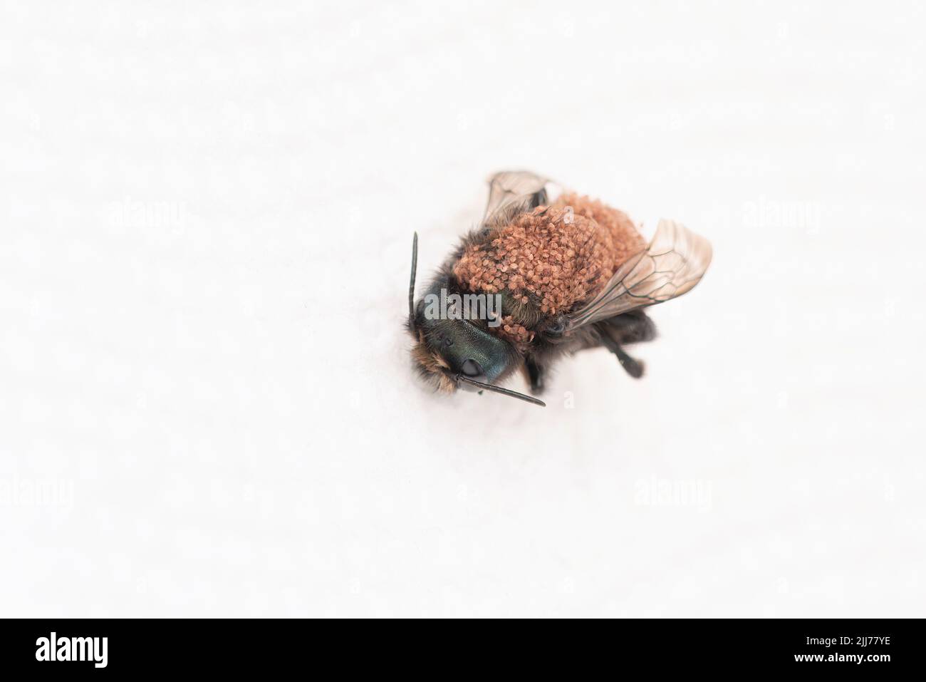Pollen mites (Chaetodactylus krombeini) covering a mason bee (osmia ...