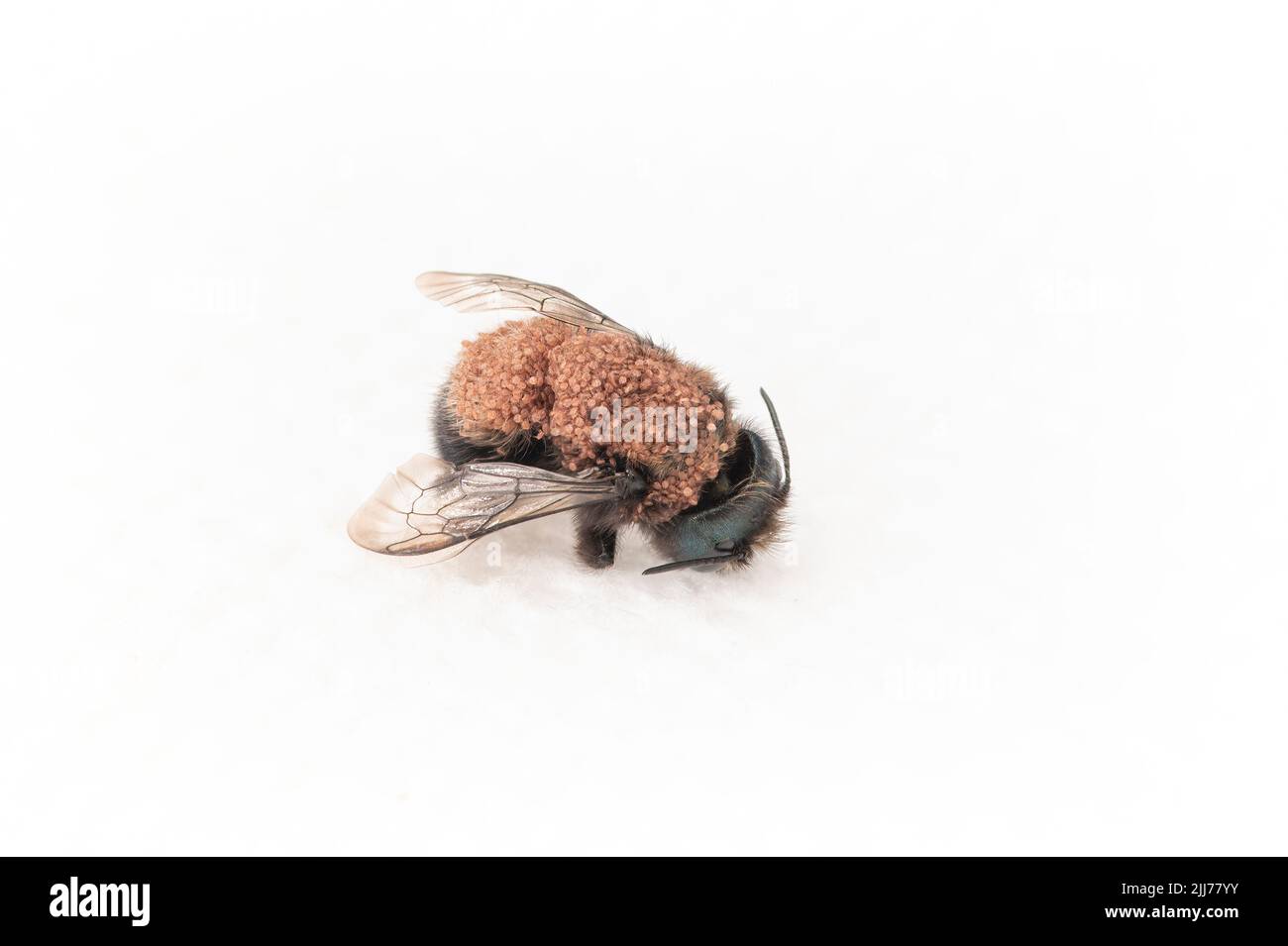 Pollen mites (Chaetodactylus krombeini) covering a mason bee (osmia ...