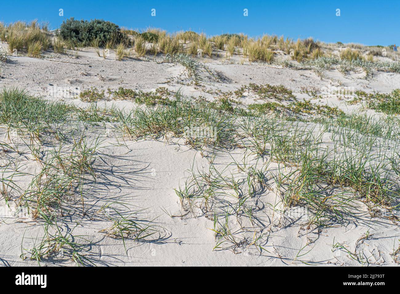 23 July 2022: Marram Grass on sand dunes , Adelaide, Australia Stock ...
