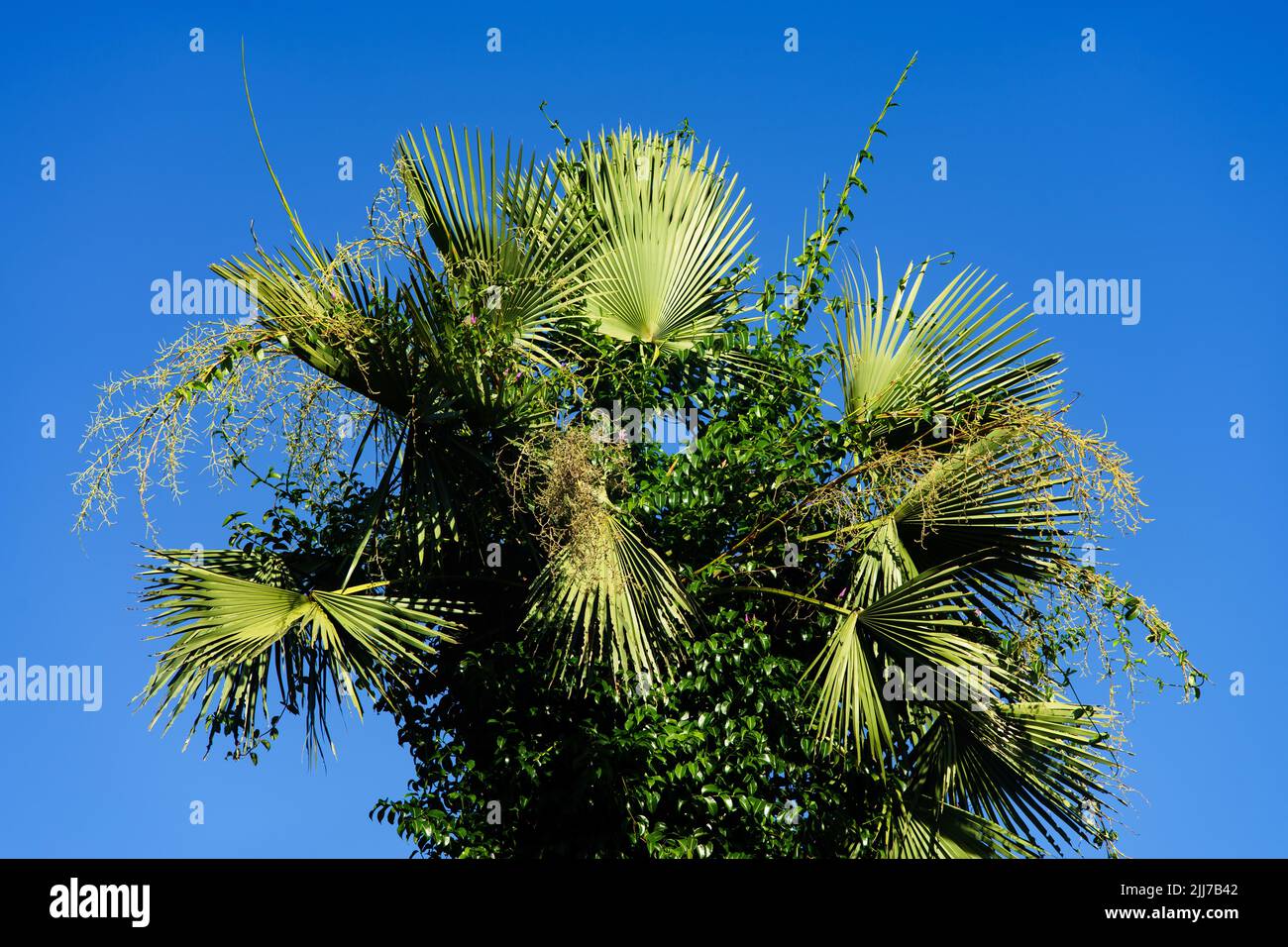 climbing plant on a carnauba tree (copernicia prunifera Stock Photo - Alamy